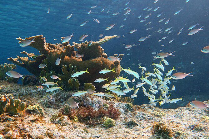 Private Island Kayak and Snorkel Tour in Vieques - The Itinerary in Detail