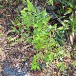 Private Jamrock Herbal Trek at Discovery Bay Jamaica - Detailed Breakdown of the Experience