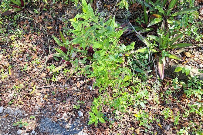 Private Jamrock Herbal Trek at Discovery Bay Jamaica - Detailed Breakdown of the Experience