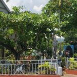 Private Kingston and Bob Marley Museum Tour from Ocho Rios - Authentic Experiences and Honest Reviews