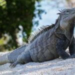 Private: Lago Enriquillo Boat & Wildlife Discovery Tour - Why This Tour Offers Good Value