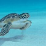 Private Luxury Boat Tour in Bonaire Customize Your Escape - Final Thoughts: Is This the Right Bonaire Experience for You?