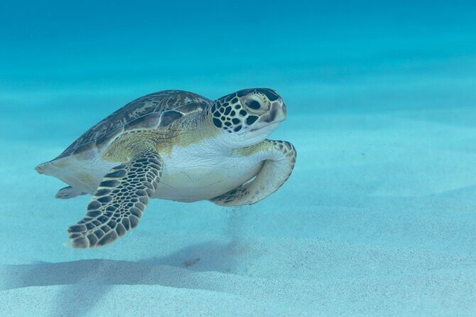 Private Luxury Boat Tour in Bonaire Customize Your Escape - Final Thoughts: Is This the Right Bonaire Experience for You?