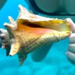 Private Luxury Catamaran Half Day Charter - The Itinerary Breakdown