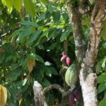 Private Punta Cana Beyond-the-Resort Local Life Tour - A Detailed Look at the Tour