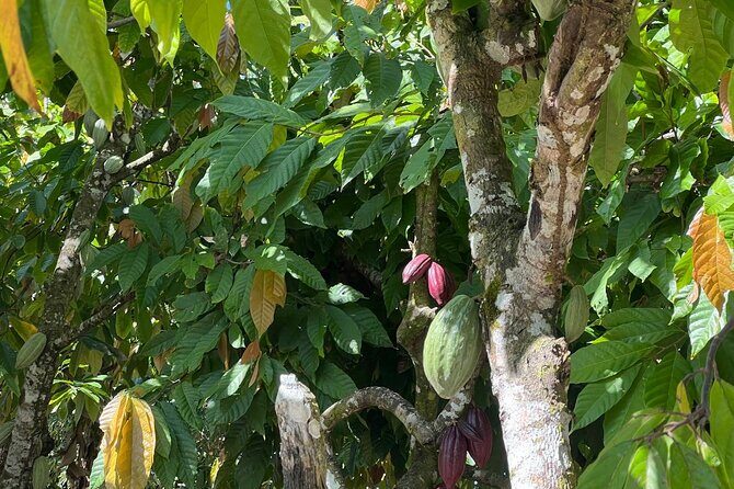 Private Punta Cana Beyond-the-Resort Local Life Tour - A Detailed Look at the Tour