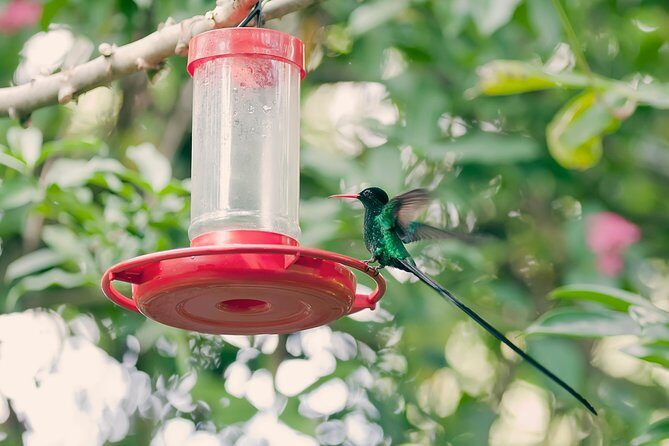 Private Rockland Bird Sanctuary Tour from Montego Bay - Who Will Love This Tour?