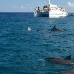Private: Samana: Bay of Samaná Whale Watching Experience - The Itinerary: What to Expect