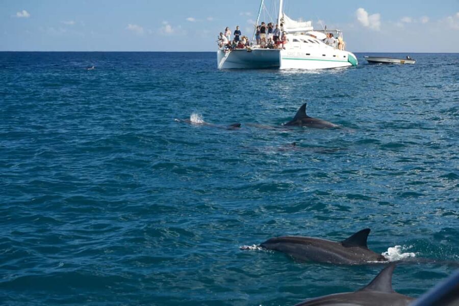 Private: Samana: Bay of Samaná Whale Watching Experience - The Itinerary: What to Expect