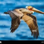 Private: Samaná: Cayo Levantado Day Trip with Lunch & Drinks - Arriving at Cayo Levantado: A Slice of Caribbean Heaven