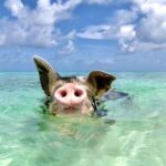 Private Sightseeing Tour in Nassau with Lunch - What Travelers Say