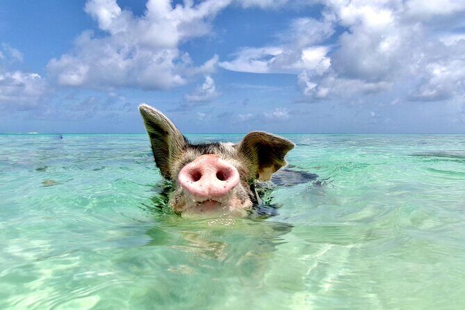 Private Sightseeing Tour in Nassau with Lunch - What Travelers Say