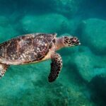 Private Snorkeling and Sailing Adventure - Who Would Love This Tour?