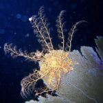 Private Sunset Charter + Guided Night Snorkeling in St Thomas - The Sum Up