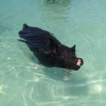 Private Swim With Pigs and Snorkeling in Paradise Tour - Authentic Experiences and Why They Matter