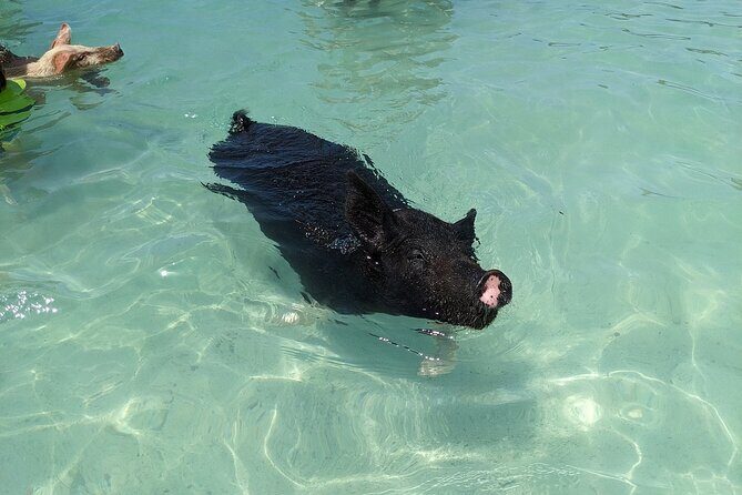 Private Swim With Pigs and Snorkeling in Paradise Tour - Authentic Experiences and Why They Matter