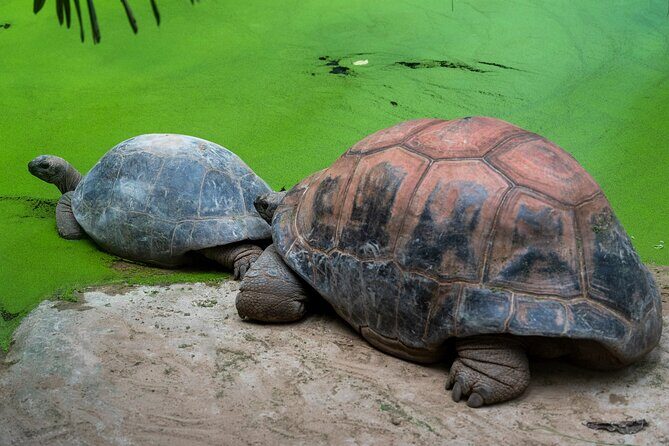 Private Tour Matura Turtle Watching - Practical Details and Considerations