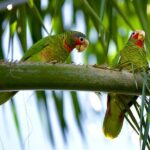 Private Tour Queen Elizabeth Botanic Park & Pedro St James Castle - What Travelers Say