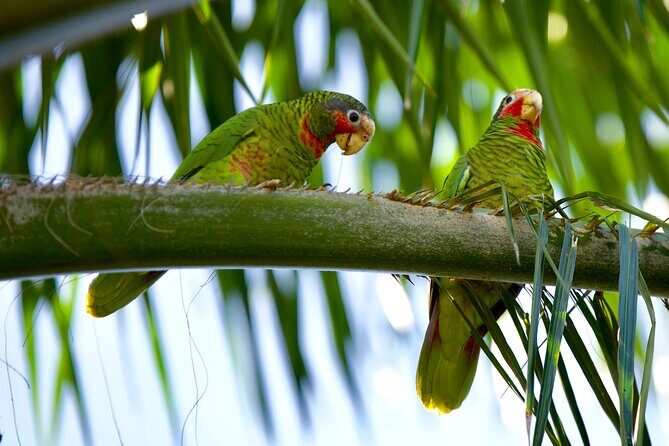 Private Tour Queen Elizabeth Botanic Park & Pedro St James Castle - What Travelers Say