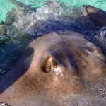 Private Tour Starfish Point, Stingray City, Coral Garden - Who Would Love This Tour?