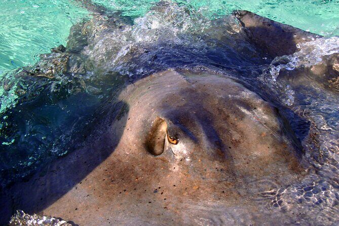 Private Tour Starfish Point, Stingray City, Coral Garden - Who Would Love This Tour?