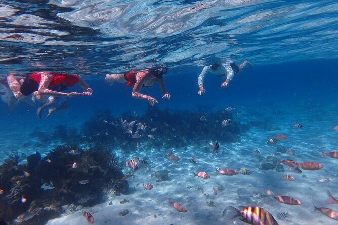 Private Tour to Stingray City & Snorkeling at Coral Gardens - What Our Reviewers Are Saying