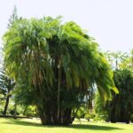 Private Tour with Botanical Gardens, Trafalgar Falls&Morne Bruce - Analyzing the Value and Experience