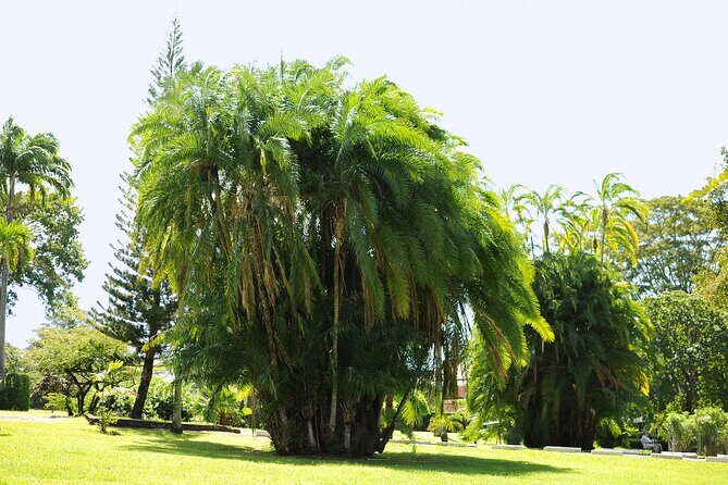 Private Tour with Botanical Gardens, Trafalgar Falls&Morne Bruce - Analyzing the Value and Experience