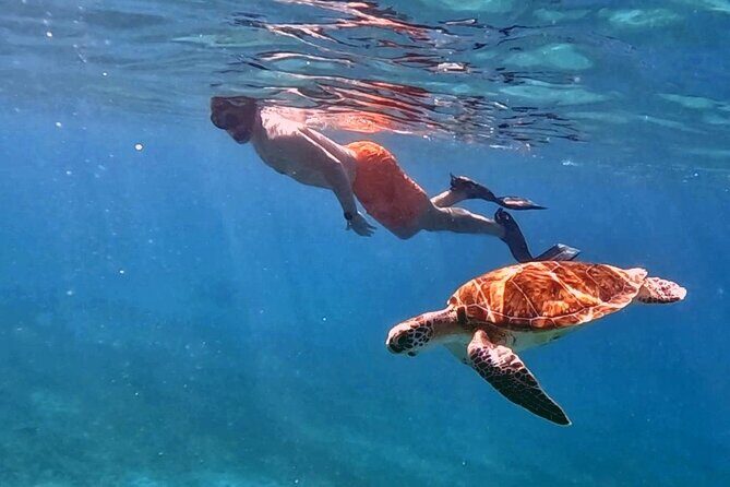 Private Turtle Spotting Snorkeling Excursion in Aruba - The Itinerary: What to Expect