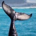 Private Whale Watching Charter (Grand Turk) - What Sets This Tour Apart