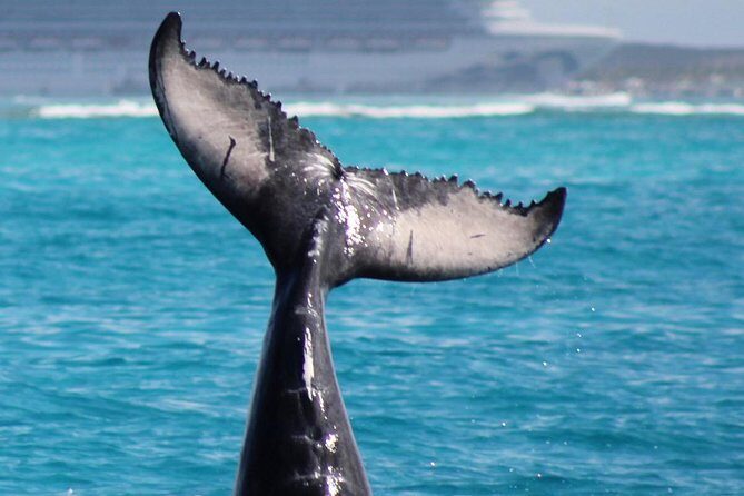 Private Whale Watching Charter (Grand Turk) - What Sets This Tour Apart