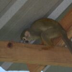 Puerto Plata Monkey Home Tour by Minivan - The Sum Up