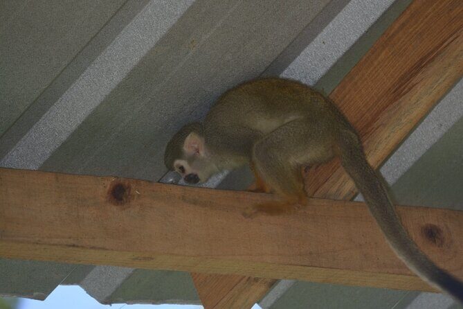 Puerto Plata Monkey Home Tour by Minivan - The Sum Up