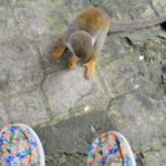 Puerto Plata: Monkeyland Tour - Practical Details and Considerations