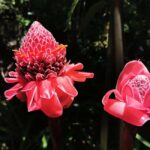 Puerto Plata: Taino Valley and Dominican Flavor Experience - Learning About Local Products