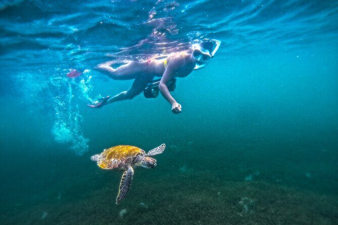 Puerto Rico Jet Snorkel with Turtles and Videos in San Juan - The Marine Encounters