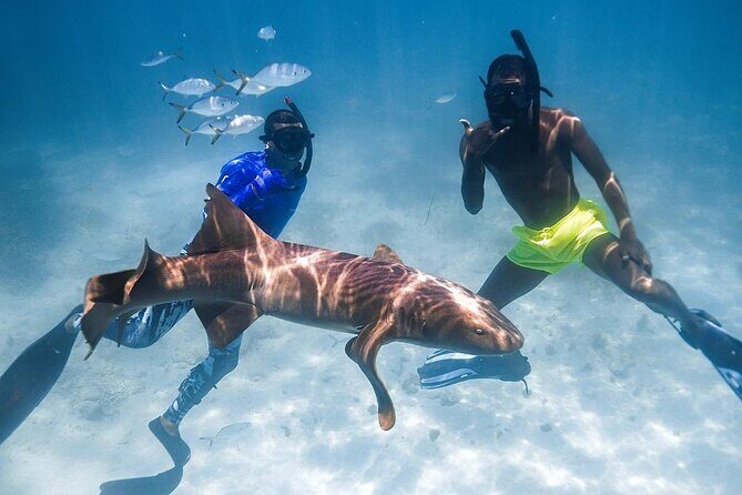 Puerto Rico Private Half Day Shark Diving - Is It Worth the Price?