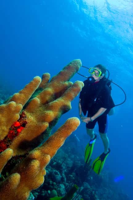 Punta Cana: 2-Tank Dive Trip for Certified Divers - The First Dive Site: Vibrant Coral and Marine Life
