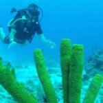 Punta Cana: Catalina Island Scuba Diving Day Trip - The Practical Aspects: What You Need to Know