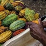 Punta Cana: Cultural Tour with Coffee Tasting, Cocoa & Lunch - Visiting the Basilica of Higüey