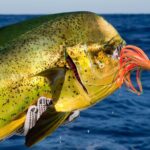 Punta Cana Deep Sea Fishing  Private 4H Charter from Cap Cana - The Value of This Tour