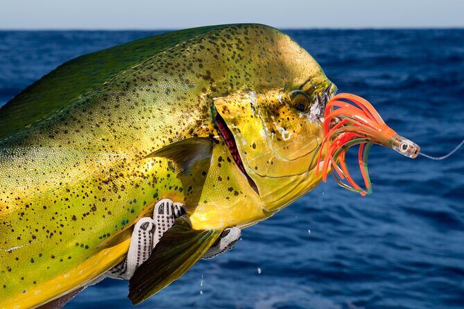 Punta Cana Deep Sea Fishing  Private 4H Charter from Cap Cana - The Value of This Tour