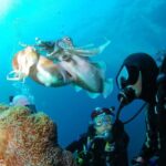 Punta Cana: Dive the Coral Paradise of Catalina Island - The Sum Up