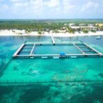 Punta Cana Dolphin Experience: 50 Minutes of Water Fun - The Itinerary Breakdown