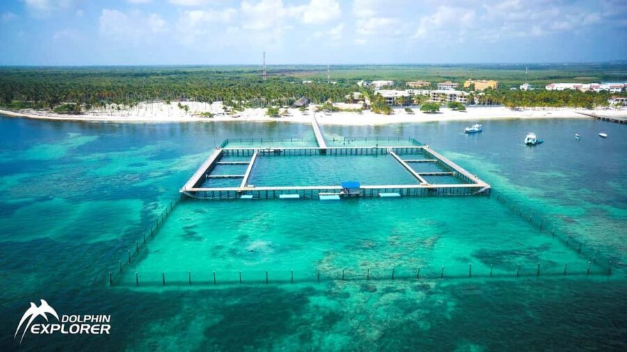 Punta Cana Dolphin Experience: 50 Minutes of Water Fun - The Itinerary Breakdown