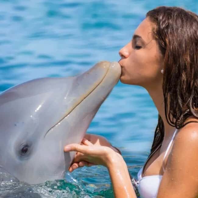 Punta Cana: Enjoy Dolphin Free Hotel Pickup - The Itinerary Breakdown