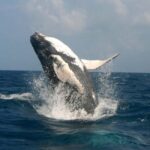 Punta Cana: Excursión a Samaná, Cayo Levantado y El Limón - Practical Details and Travel Tips