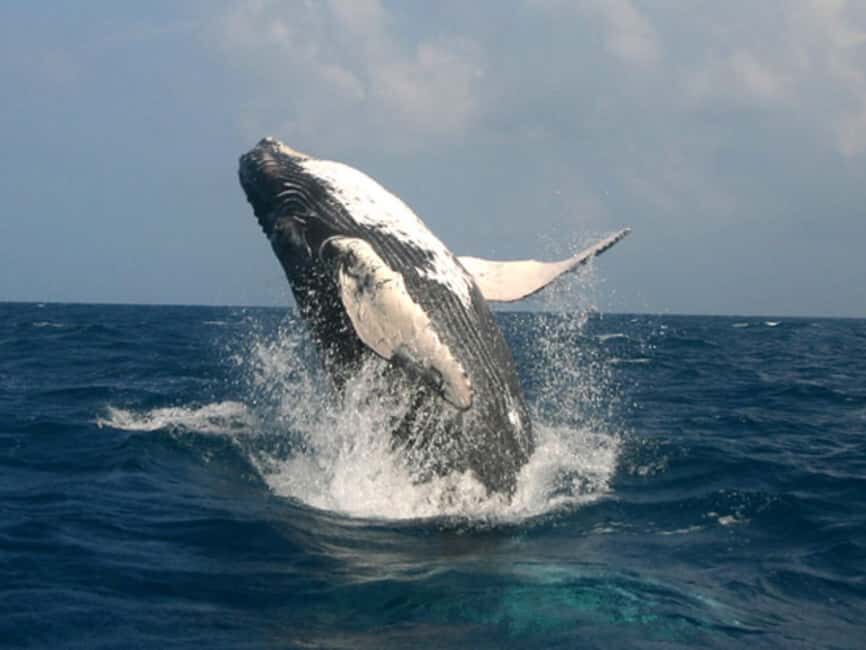 Punta Cana: Excursión a Samaná, Cayo Levantado y El Limón - Practical Details and Travel Tips