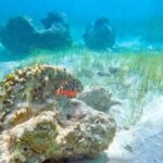 Punta Cana: Full Day Boat Trip to Catalina Island with Lunch - The Value and Who It’s Best For