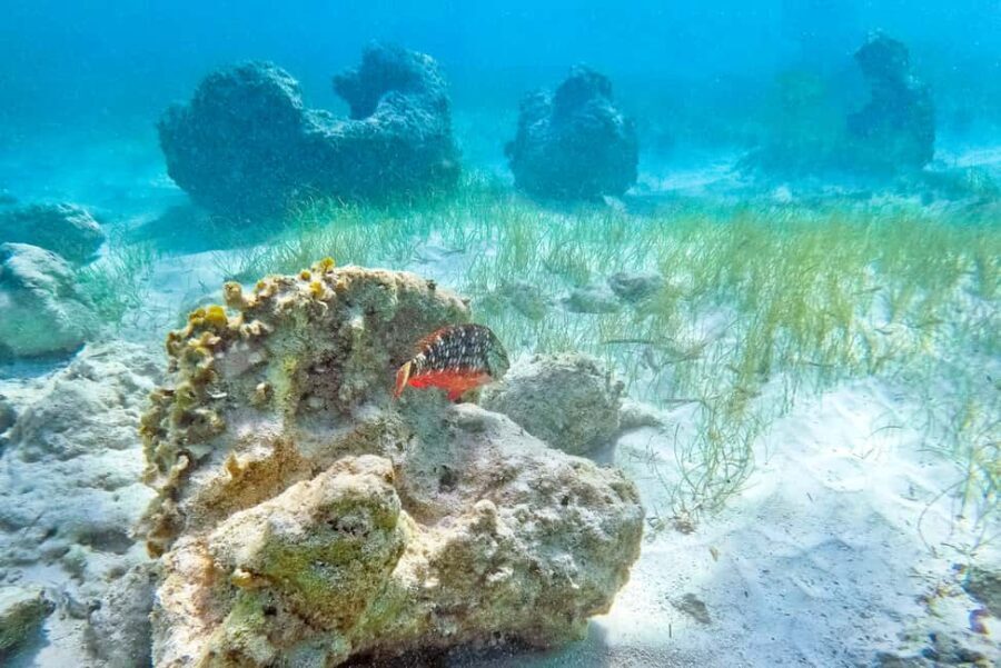 Punta Cana: Full Day Boat Trip to Catalina Island with Lunch - The Value and Who It’s Best For